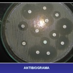 Botriomicosis – PIEL-L Latinoamericana
