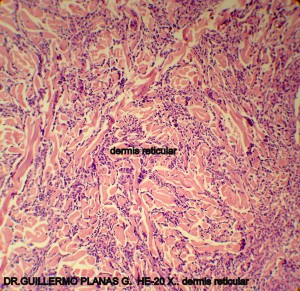 FOTO N 3 – PIEL-L Latinoamericana