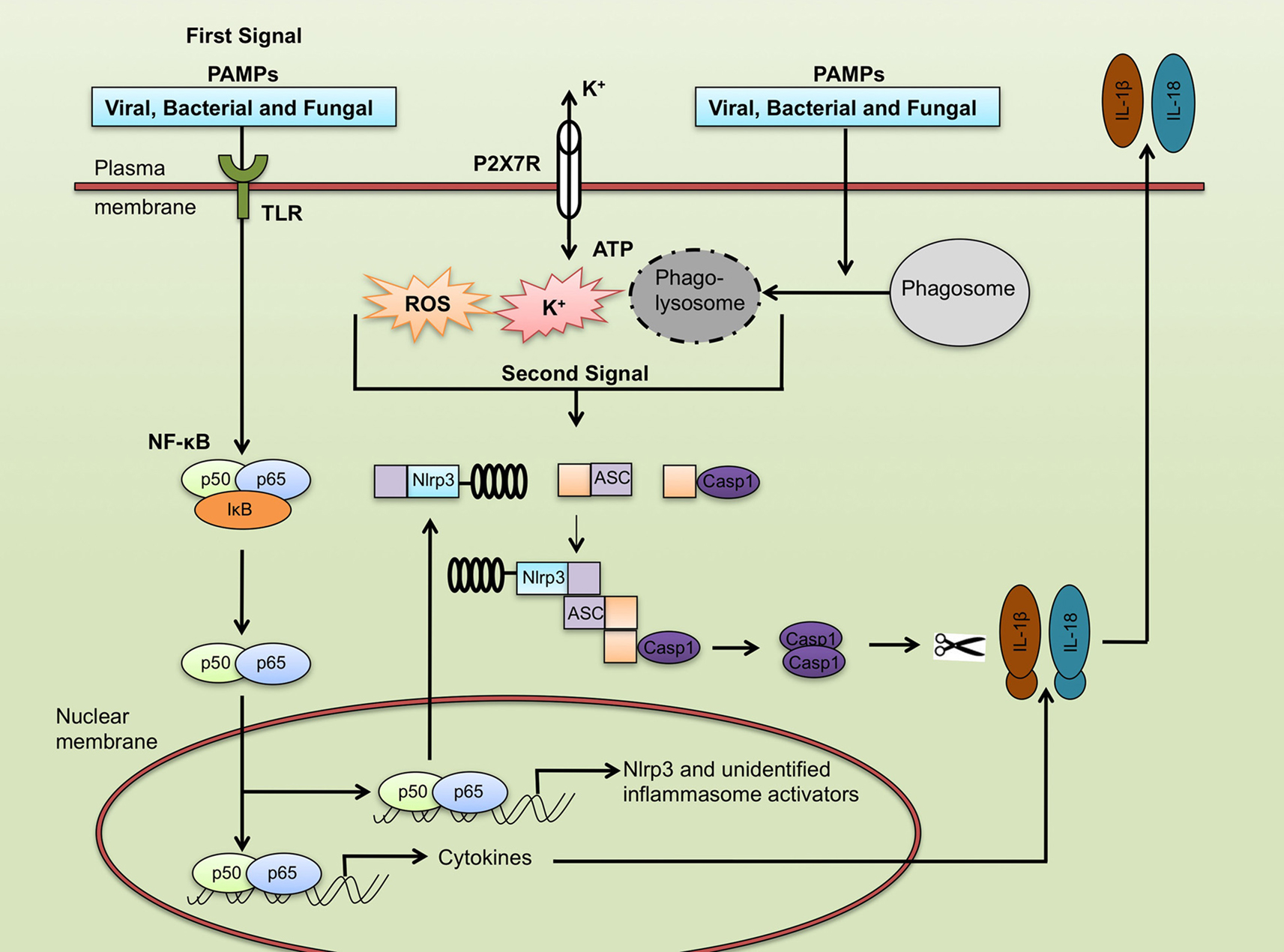 El Inflamasoma: un complejo multiproteico relacionado con la respuesta ...