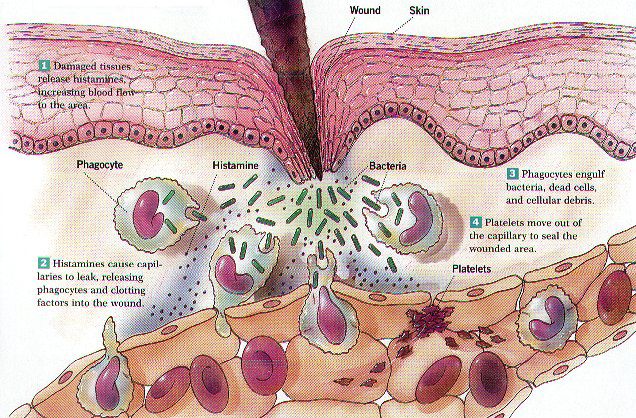 Inflamación, inflamasoma y piel – PIEL-L Latinoamericana