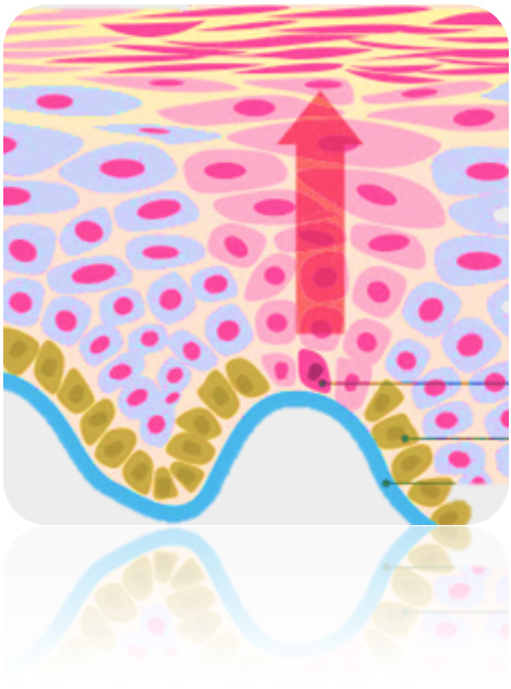 Absorción de urea aumenta la función barrera y defensa antimicrobiana ...