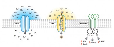 Optogenética y sus posibles aplicaciones en dermatología – PIEL-L ...