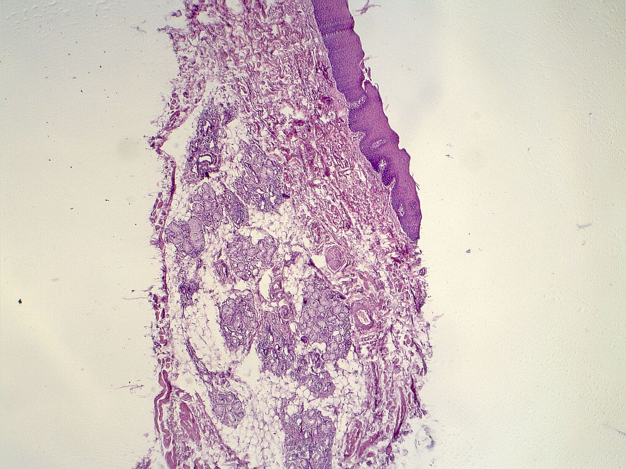 image645 – PIEL-L Latinoamericana