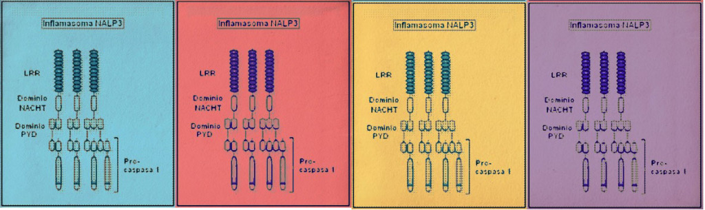 Interferencia farmacológica en la activación del inflamasoma y ...