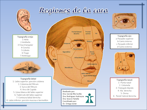 Regiones de la cara – PIEL-L Latinoamericana