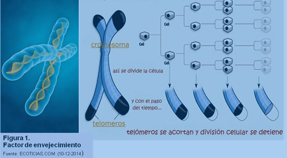 Estructura Cromosómica Telómero