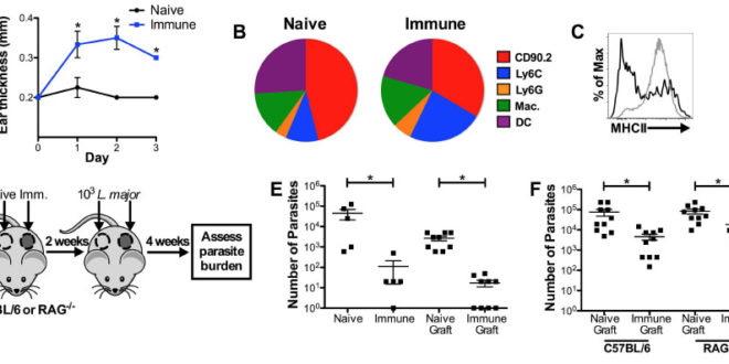 Linfocitos T CD4+ memoria residentes protegen frente a L.major ...