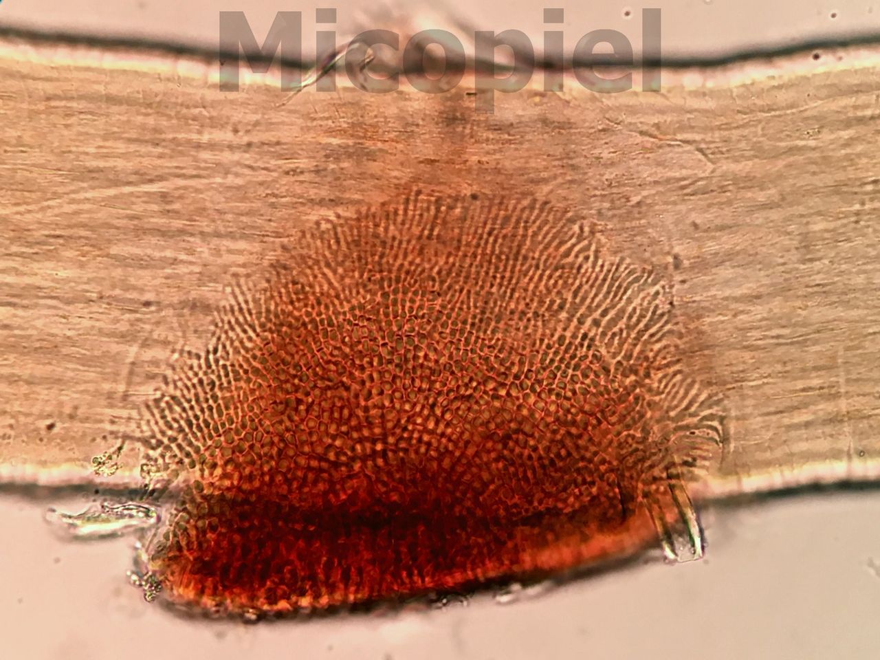 Portafolio fotográfico digital de un tallo piloso con piedra negra ...