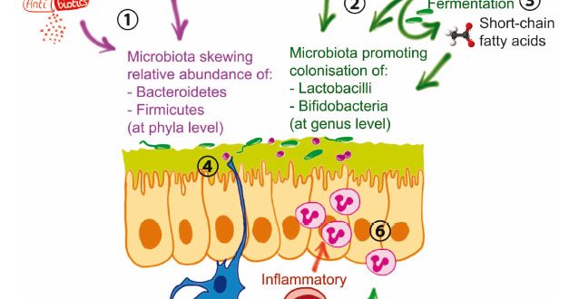 Control microbiano de la inmunología – PIEL-L Latinoamericana