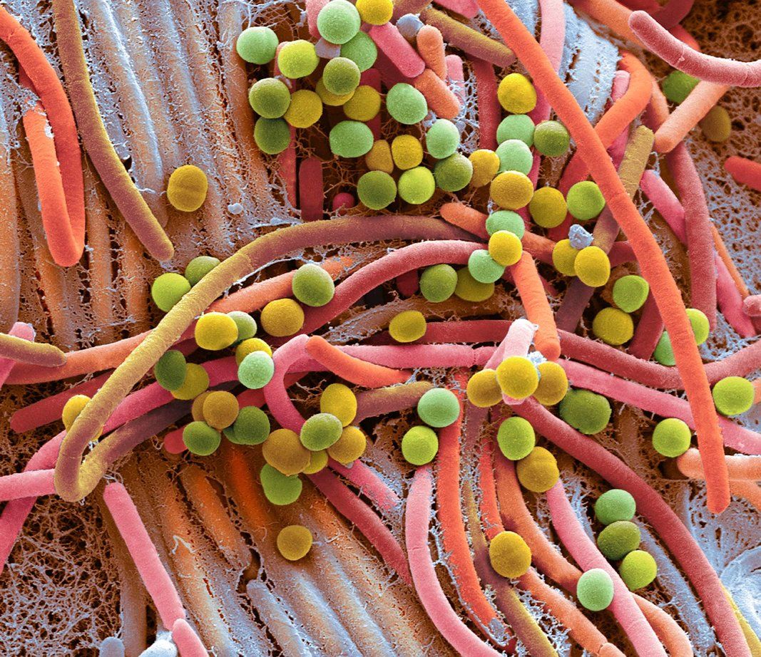Microbioma De La Piel Humana El Microbioma: Nuestro Segundo Genoma