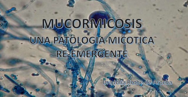 Mucormicosis: una patologia micótica re-emergente – PIEL-L Latinoamericana